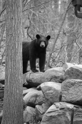 Watchful bear