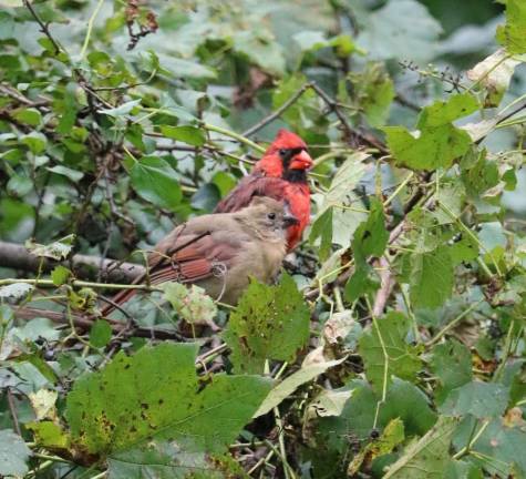 Northern cardinal