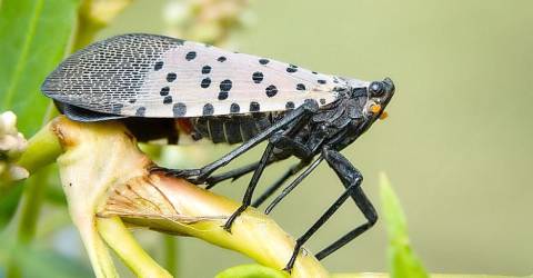 Join the battle, beat the bug, stomp it out!