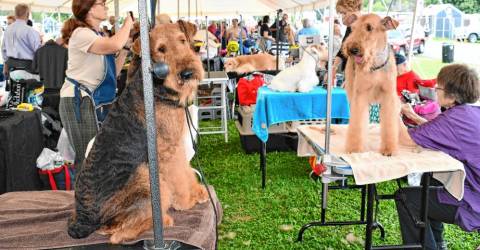 Photos: End of Summer Fling dog shows