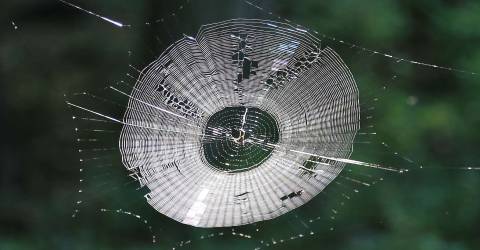 Creative webbing