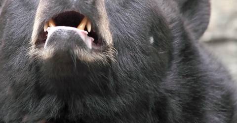 Bear bites 81-year-old Sparta resident who tried to save her dog in attack