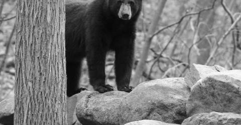 Watchful bear