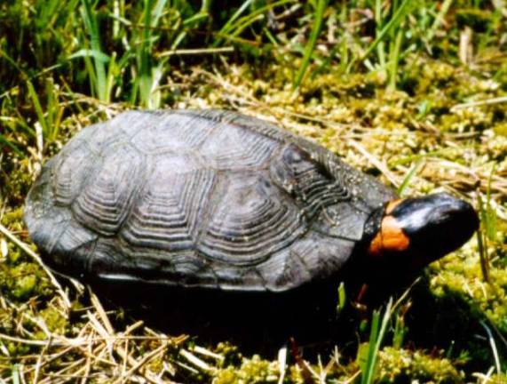 Bog turtle becomes New Jersey's state reptile