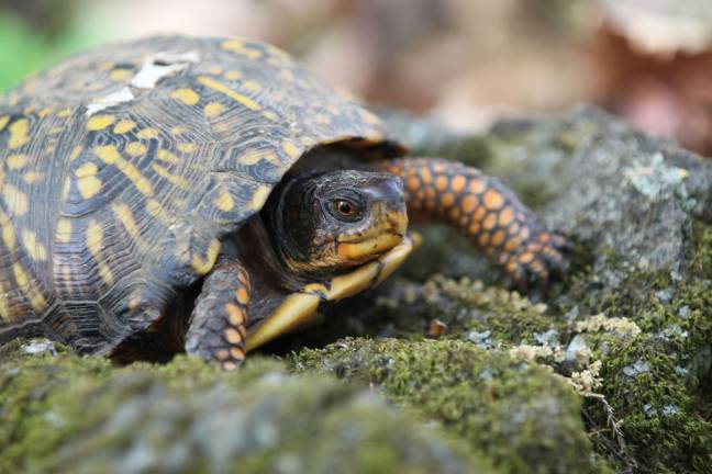 WARM WEATHER TURTLES